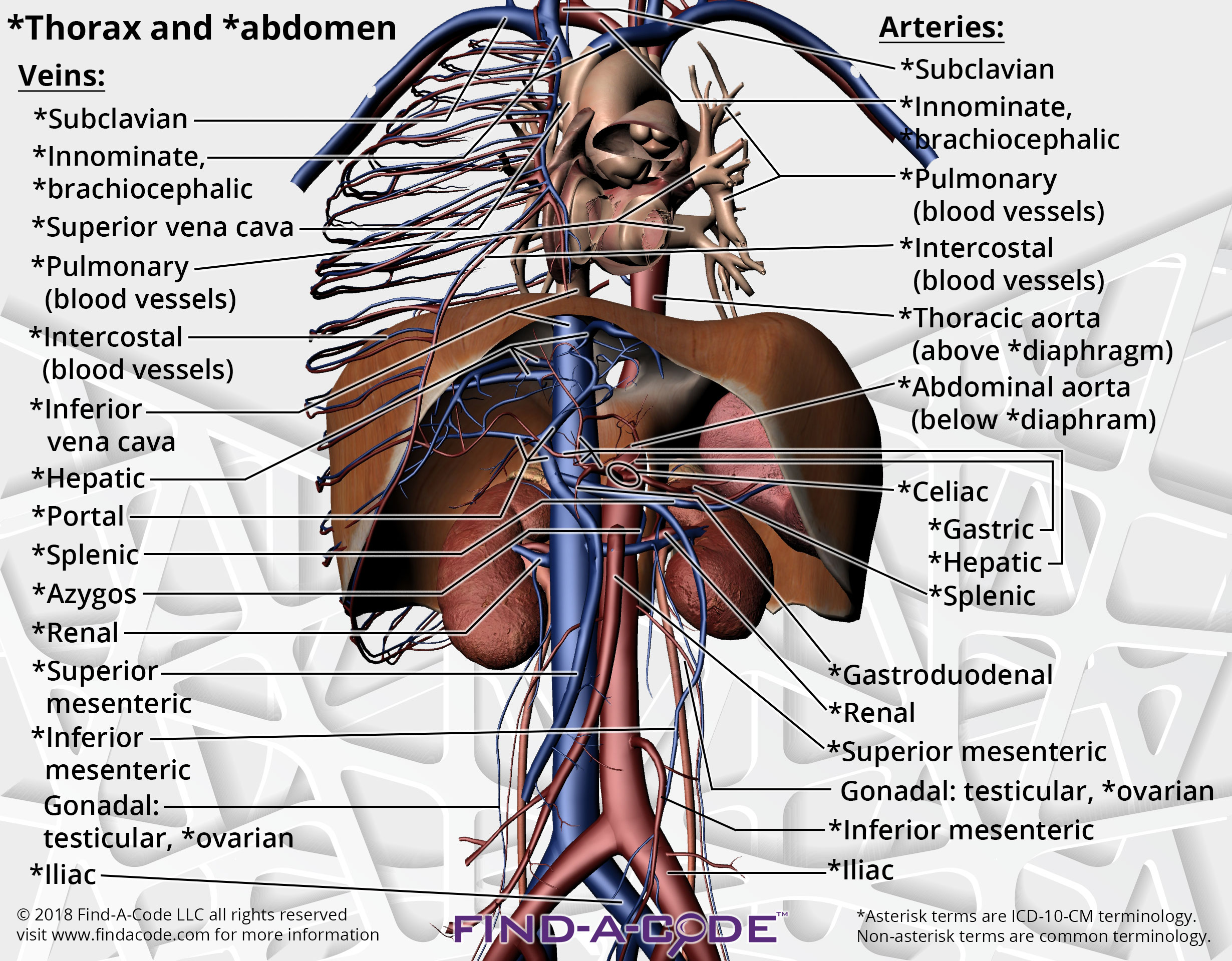 Cardiology|Vascular Articles and Resources
