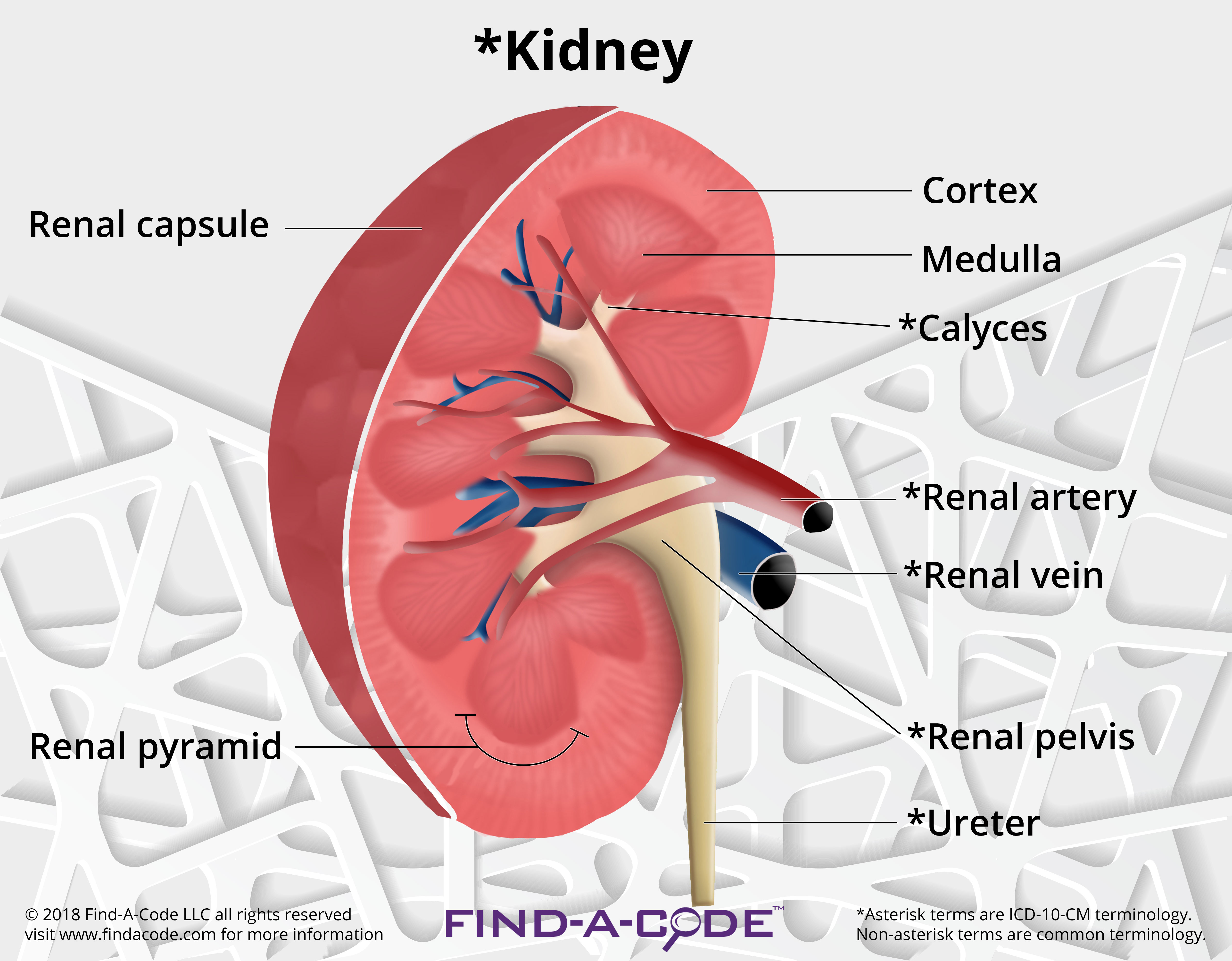 Urology|Nephrology Articles and Resources