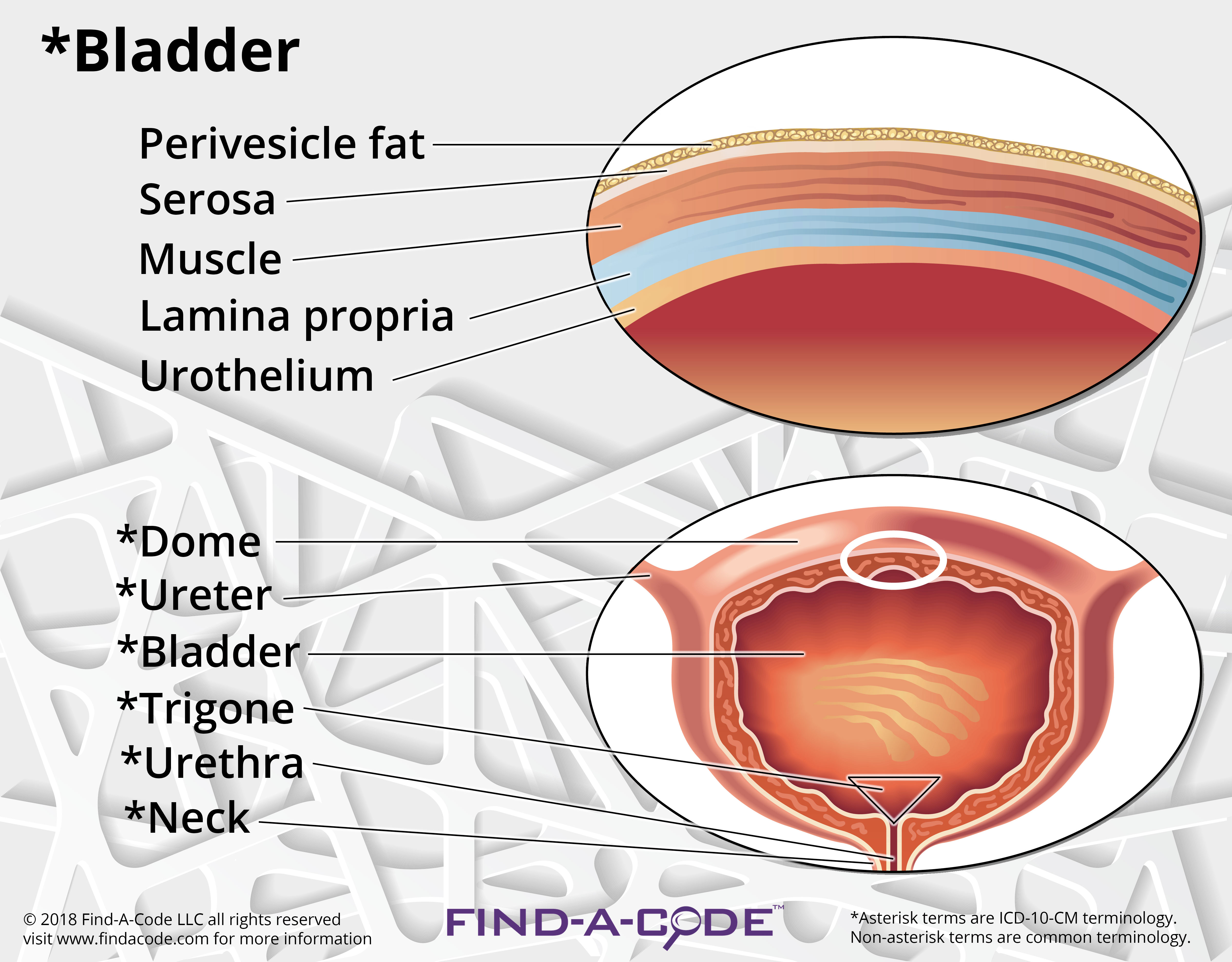 Urology|Nephrology Articles and Resources