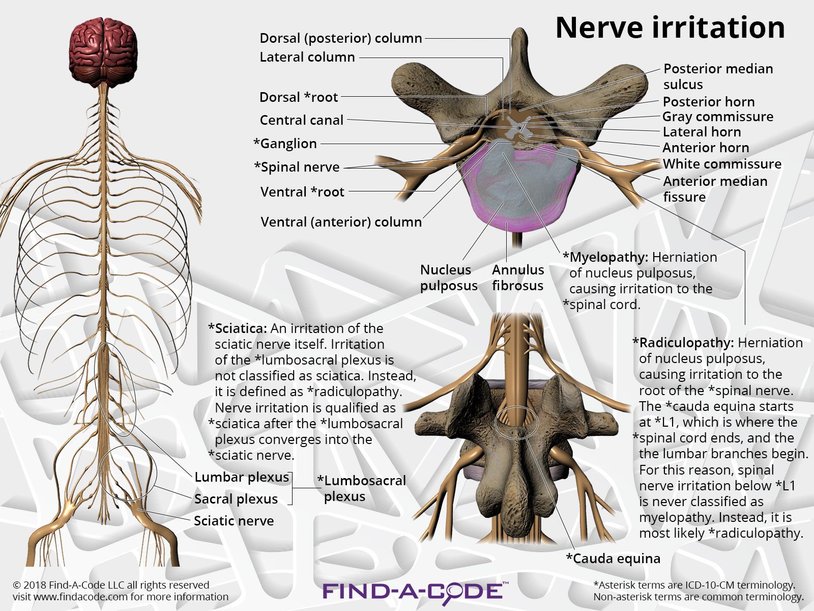 Chiropractic Topics Page