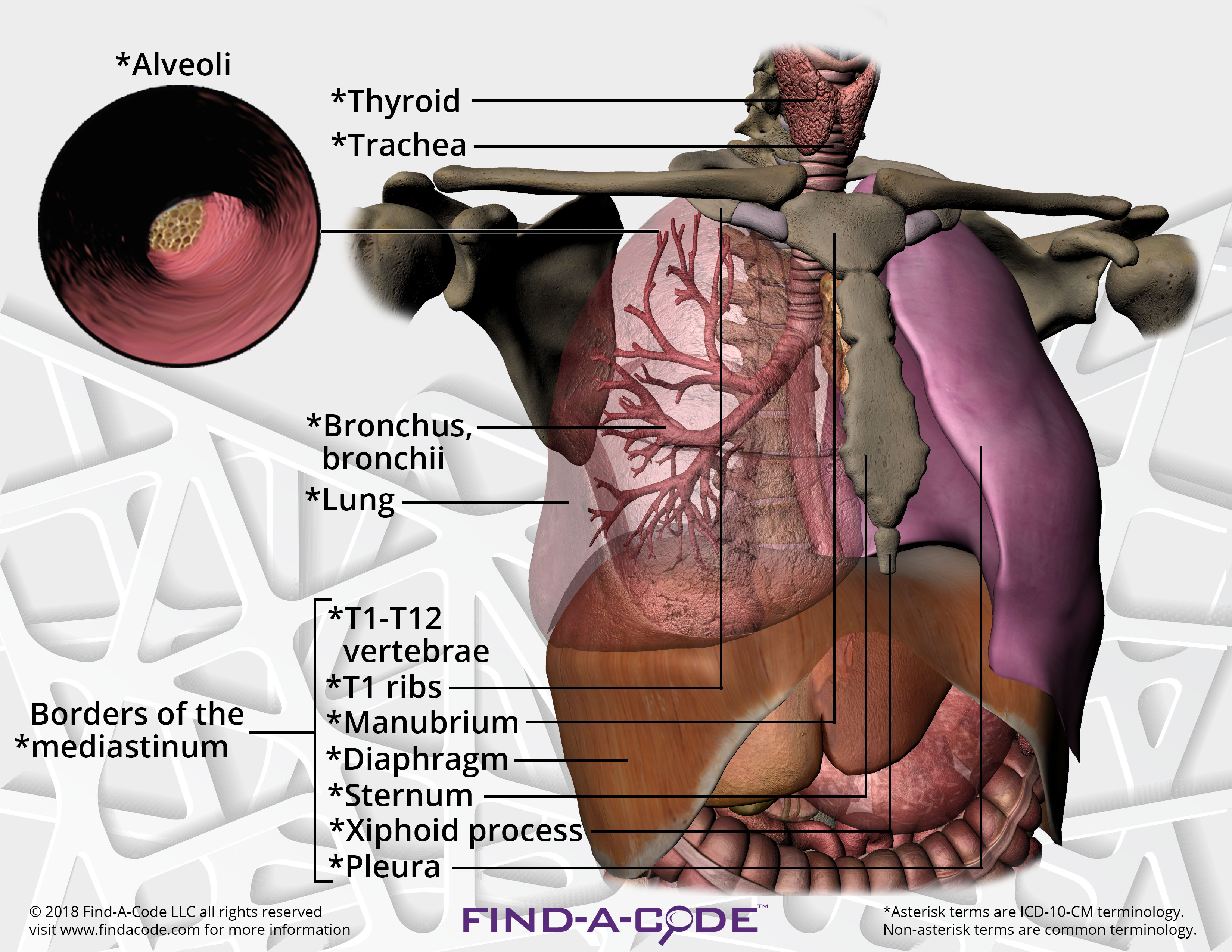 Pulmonology Articles and Resources