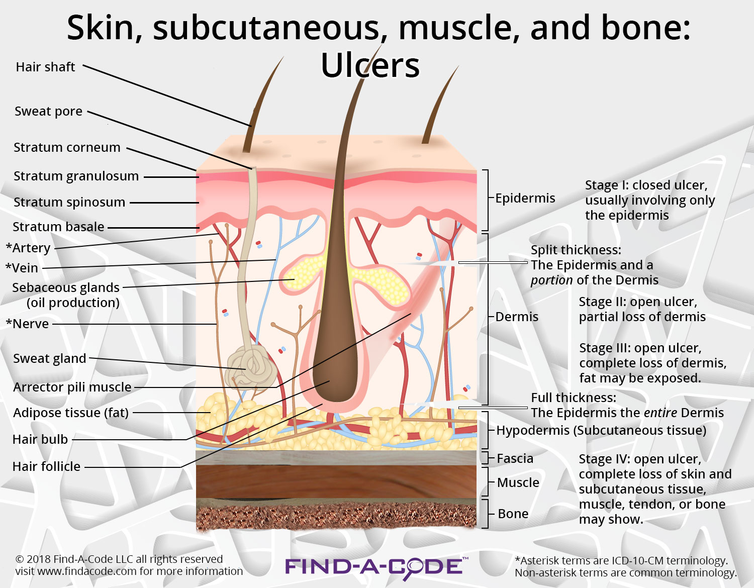 Dermatology|Plastic Surgery Articles and Resources