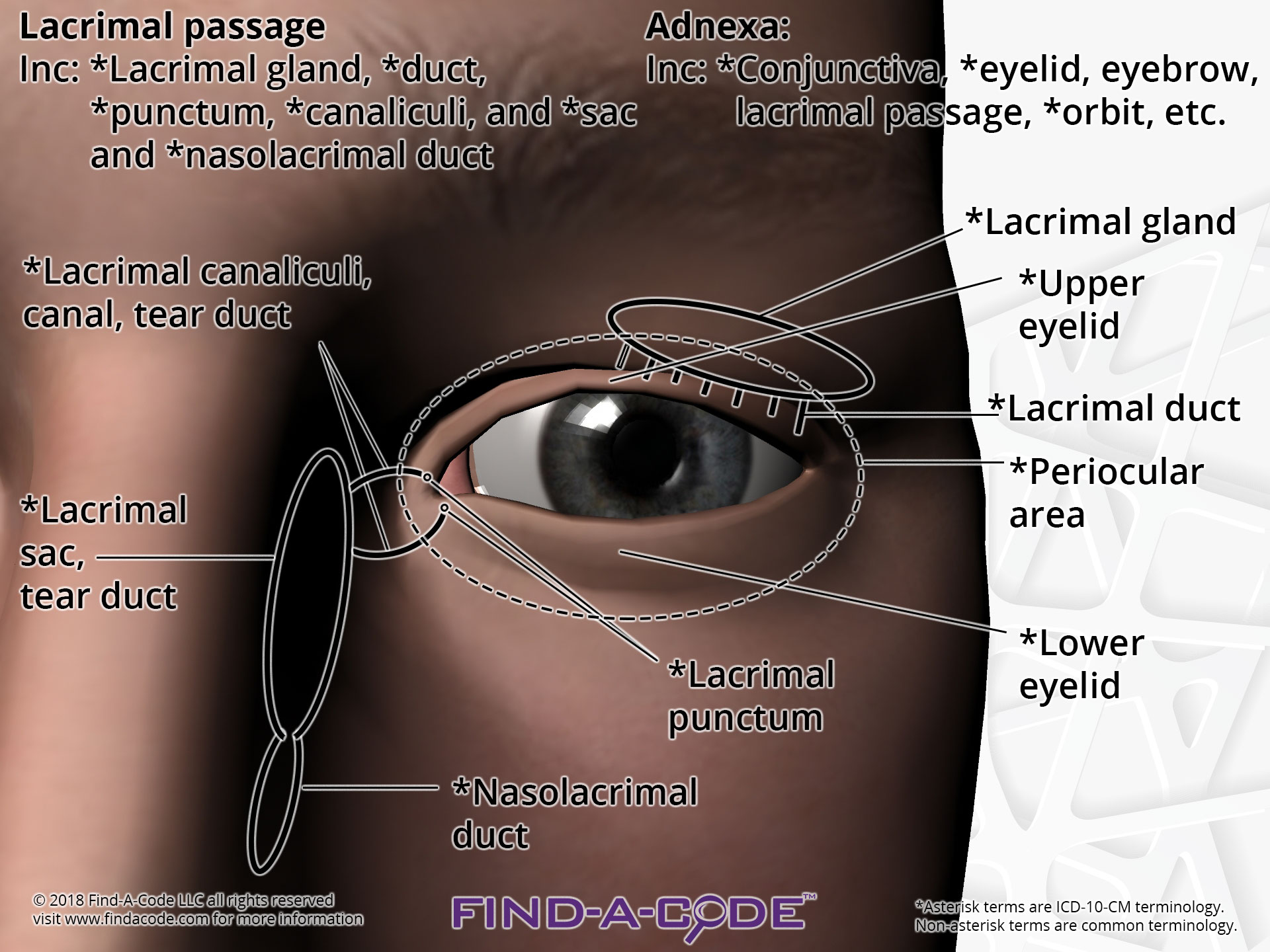 Ophthalmology|Optometry Articles and Resources